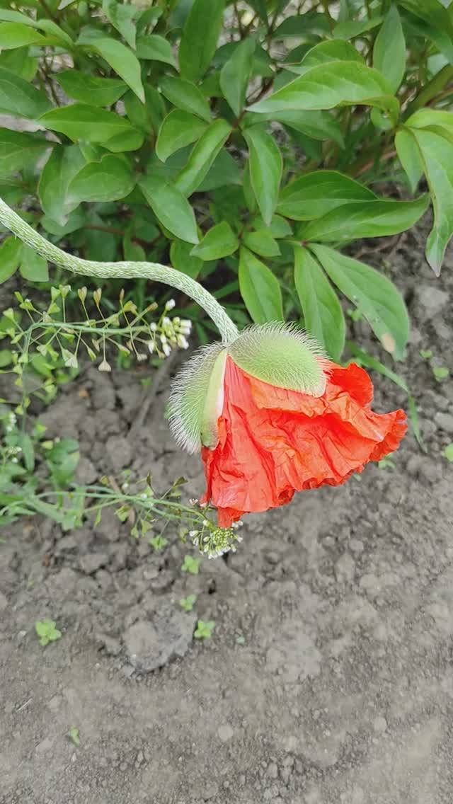 Мак пионовидный #shorts