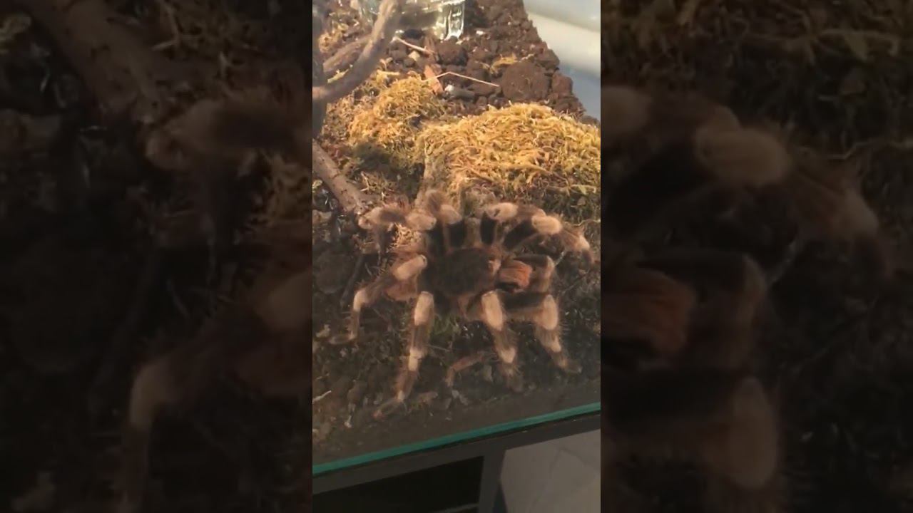 жирненький!