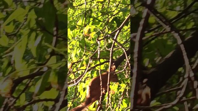 Страшный зверь напугал белку