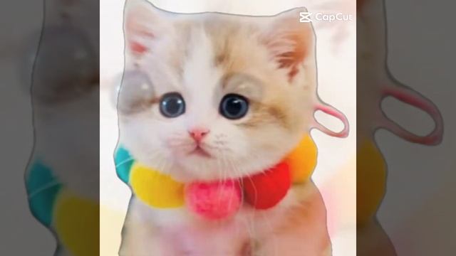 Недели котёнок Shorts (12)