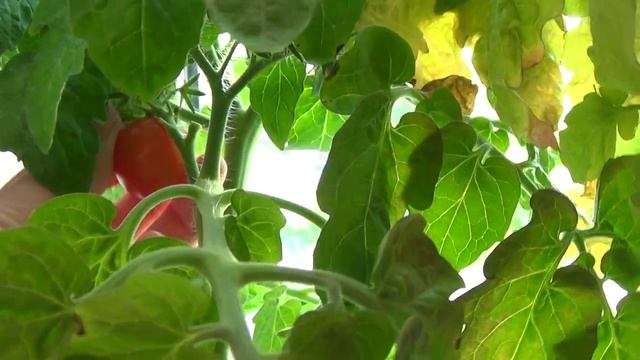 Сколько помидор можно вырастить на окне