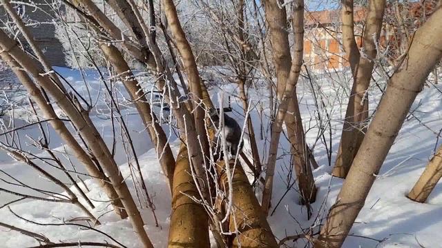 Прогулка котика. 03,03,2024,