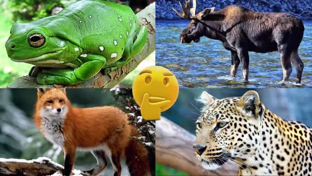 Развивающее видео для детей про животных | Угадай, где правильный ответ! | Выпуск 2