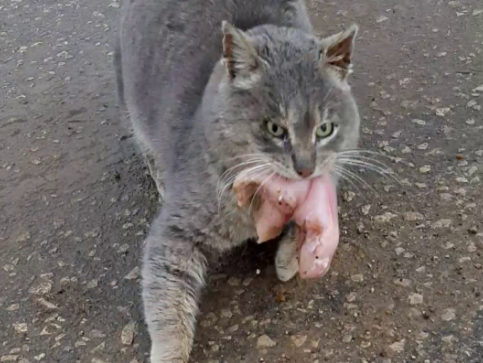 Местный бездомный кот.