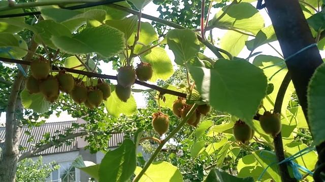 Актинидия самоопыляемая сорт "Дженни". Киви мохнатый-выращивание в открытом грунте(Actinidia"Jenny")