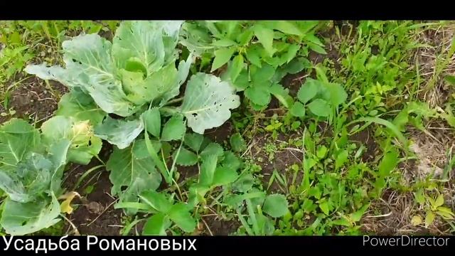 2019.Обзор-хозяйства-июль