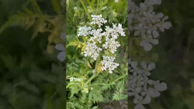 Птицы 🐦 поют красиво
