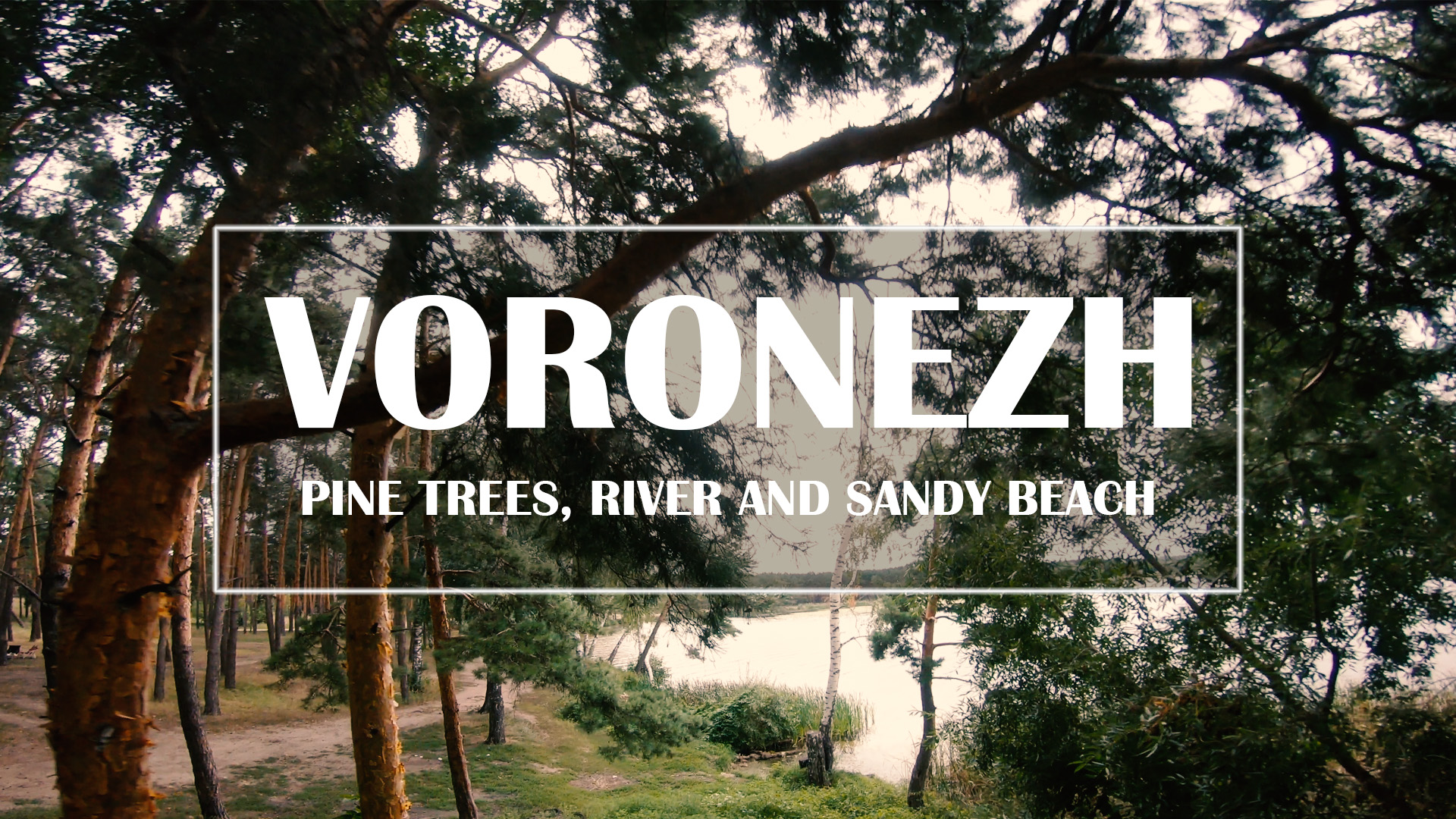 VORONEZH RIVER & PINE TREES | Сосны на реке Воронеж (Воронеж, 2021)