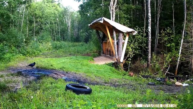 Птицы, запечатленные на фото ловушку. Часть № 35