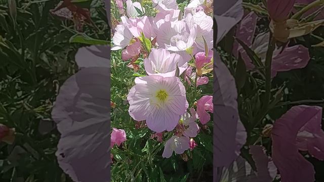 Энотера# Shorts