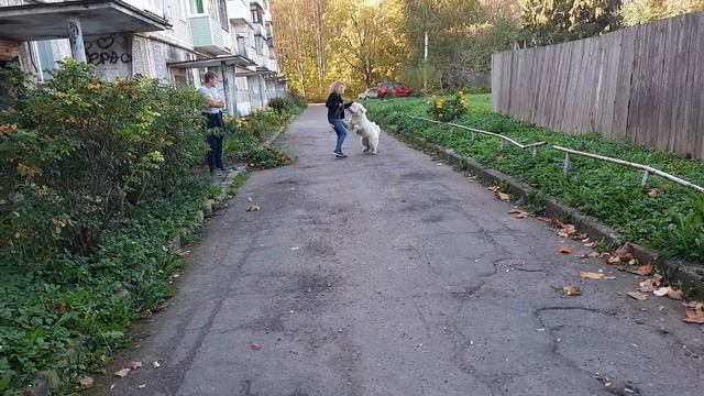 Справляемся с зооагрессией