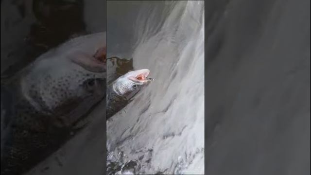 Ловля тайменя на воблер 80 мм (13 гр) от Mr. Musurok