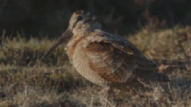 охота на вальдшнепа.mp4