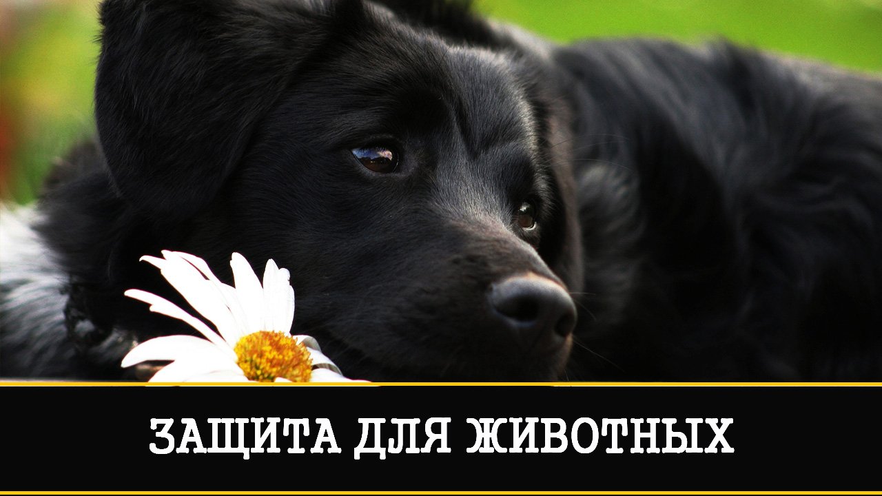 ЗАЩИТА ДЛЯ ЖИВОТНЫХ. ДЛЯ ВСЕХ. ВЕДЬМИНА ИЗБА ▶️ ИНГА ХОСРОЕВА