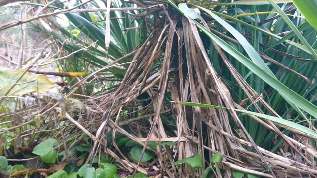 Поуль Эрик и юкка с цветоносом в ботаническом саду г. Орхус, Дания. 15 дек. 2021