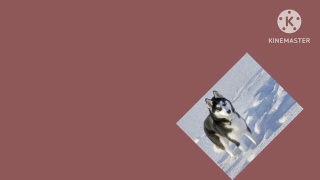 Приключения Хакси, 1 Сезон 2 Серия. Сон