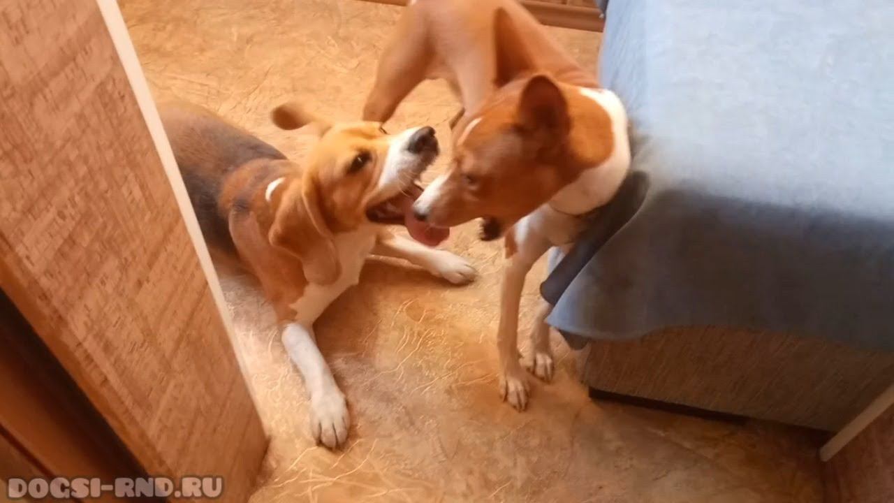 Счастью нет предела! Они не виделись целых 3 дня!!! Басенджи Лео & Бигль Чарли