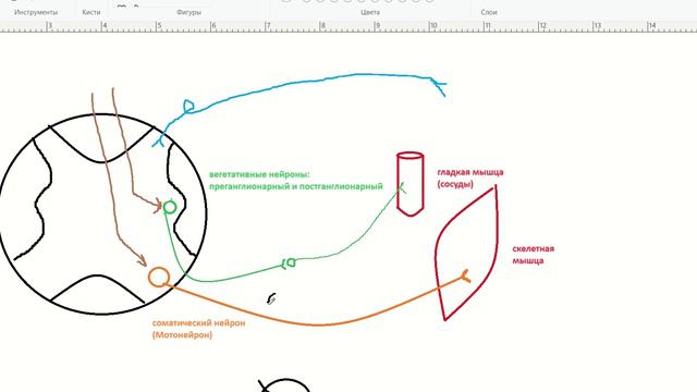 Вегетативная нервная система
