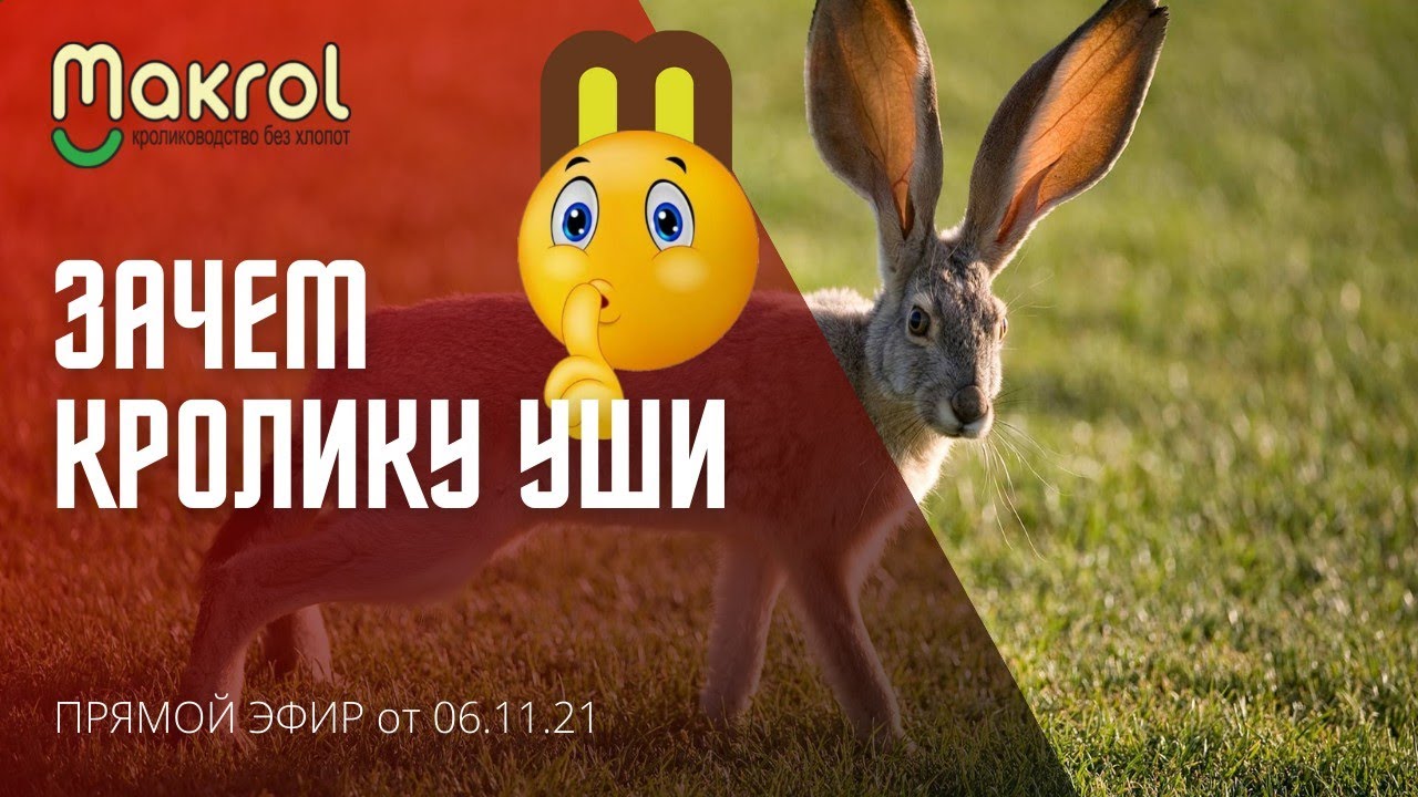 ?Где взять денег на ферму Чем подогреть гнездо и как добыть Кроличьи языки Субботний МАРАФОН