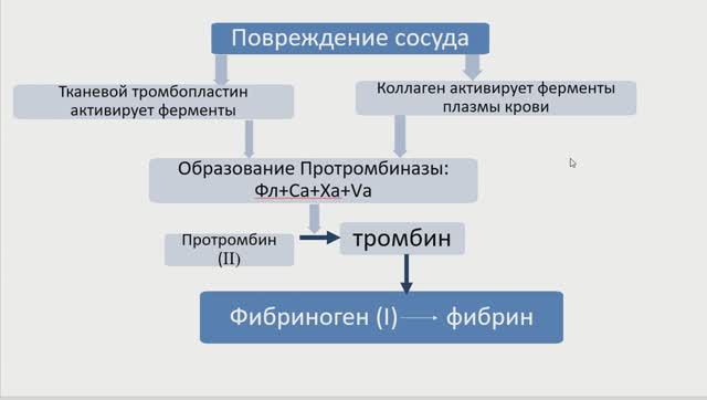 Физиология крови. Часть 4. Гемостаз.