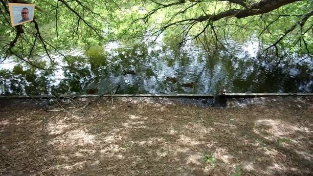 Июльские зарисовки на Острове в Измайлово. Утята и Огарята!.mp4