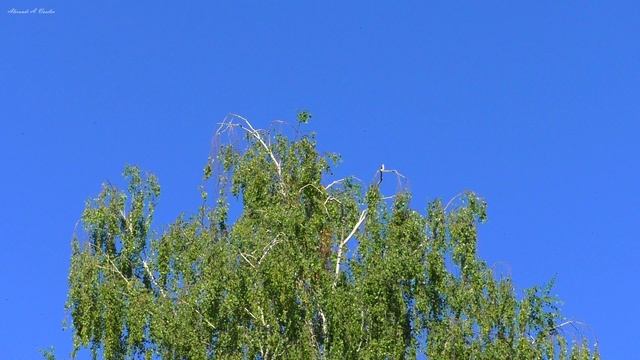 ПОЛЕТ И ПЕНИЕ СТРИЖЕЙ 🐦