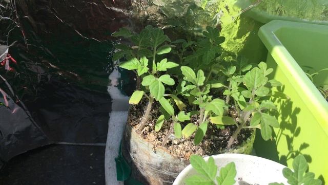 Рассада. Улитки для рассады томатов.