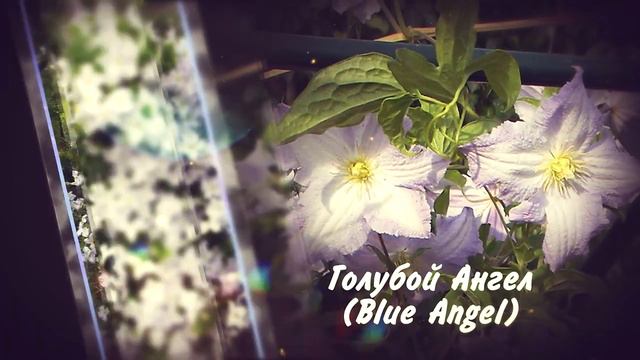 Клематисы в Волгограде