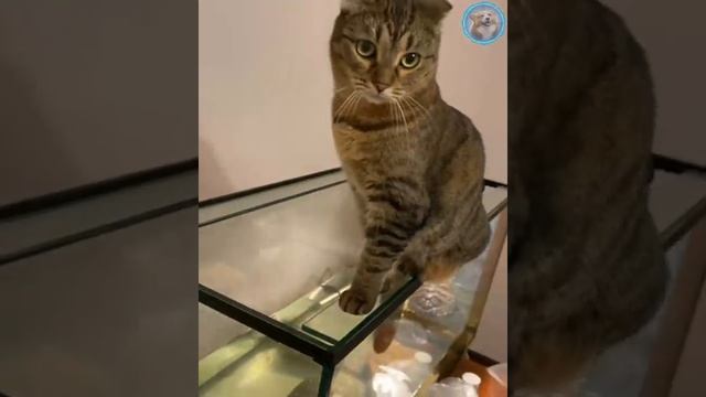 Смешные животные #54.mp4