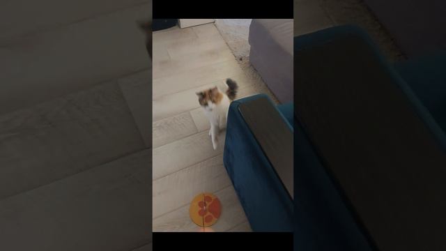 Эксклюзивное видео 😹 ( видео взято из нашего Телеграм канала! ) | Симка и Алиса Rutube