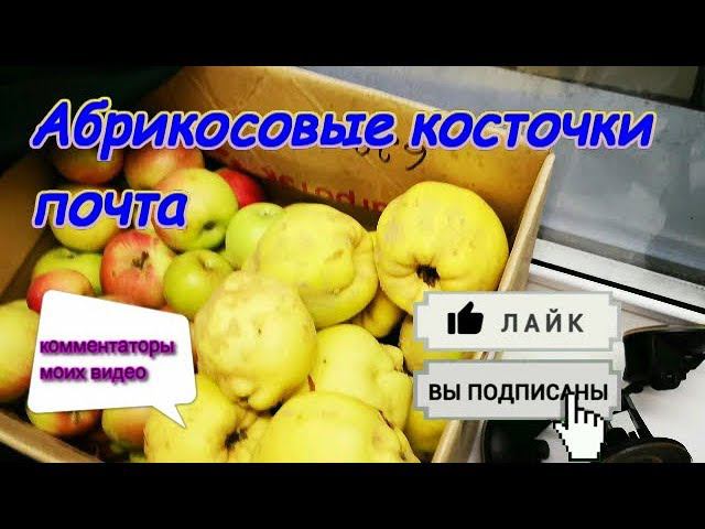 В гости к Маме с Папой - косточки абрикоса, комментаторы