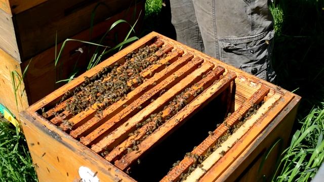 Простой способ увеличит пасеку