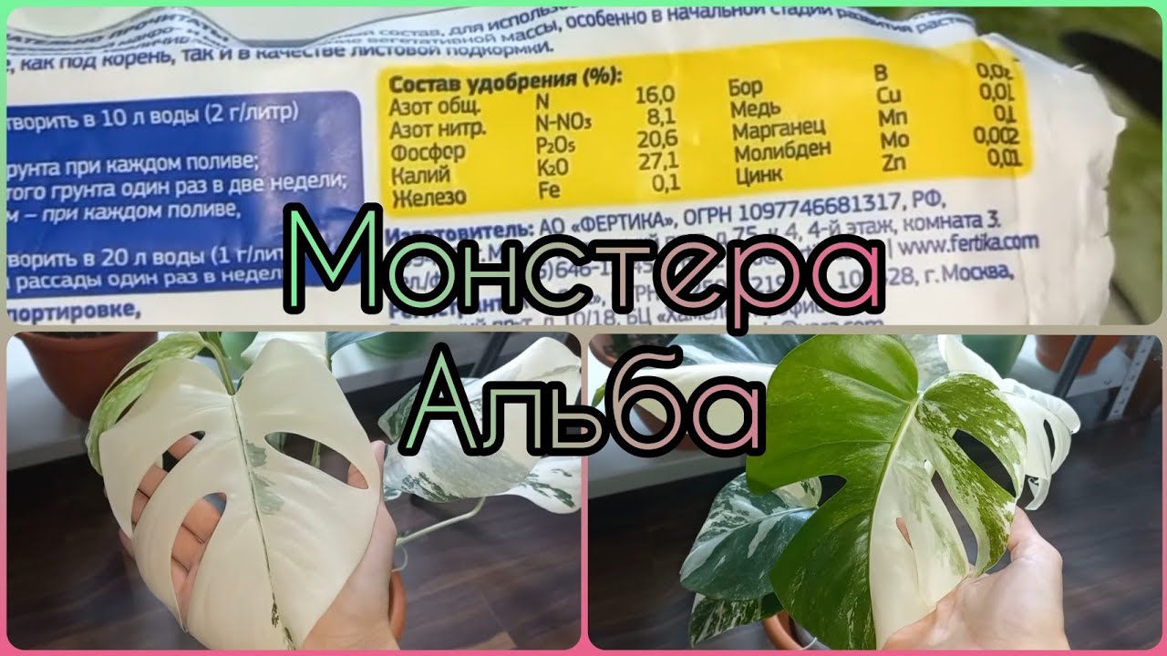 ВЕРНУТЬ Монстере Альбе ЗЕЛЕНЫЙ цвет?Нехитрый способ?Назначение удобрения по оборотной стороне