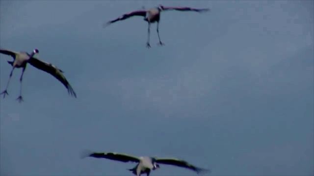 Журавли Эмигрантская песня  исп Г.Погорельская.