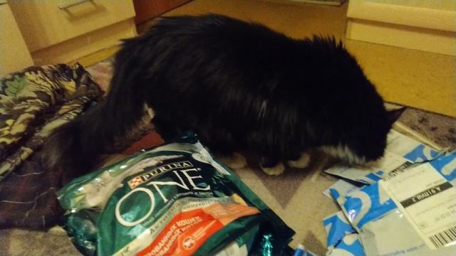 Кошка дотошно осмотрела все пакетики корма, которые купили на распродаже
