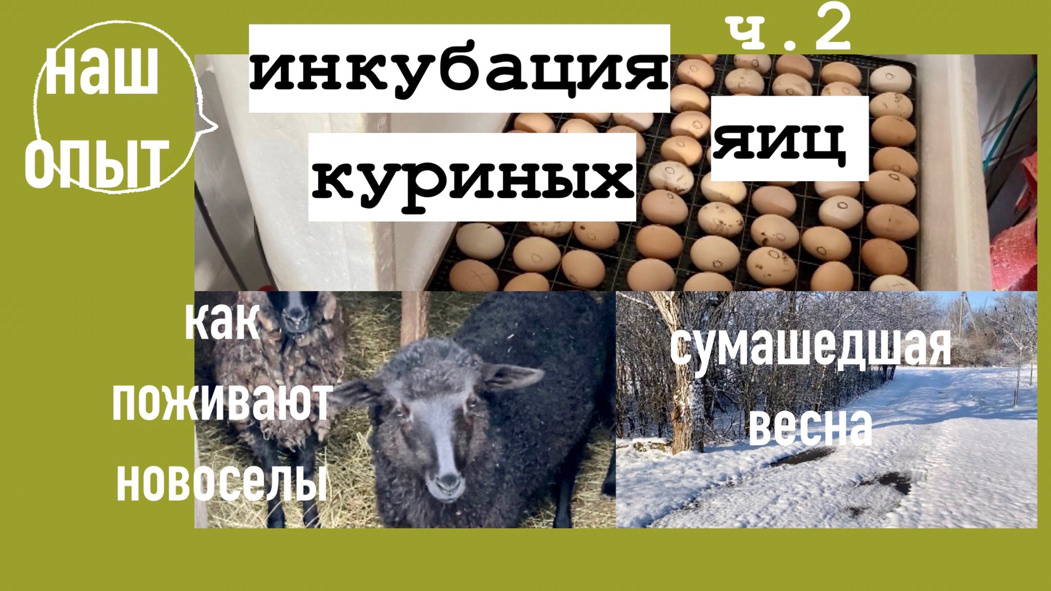 Инкубация куриных яиц (часть 2)/Такую еще не помню/Как поживают барашки/