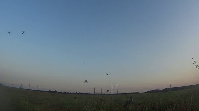 ОХОТА НА ВЯХИРЯ НА ПШЕНИЧНОМ ПОЛЕ