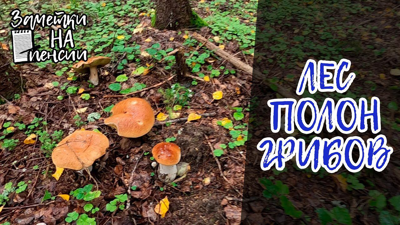 Лес полон грибов #деревня #лес #грибы