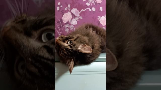 Доброй ночи от Тимоши.