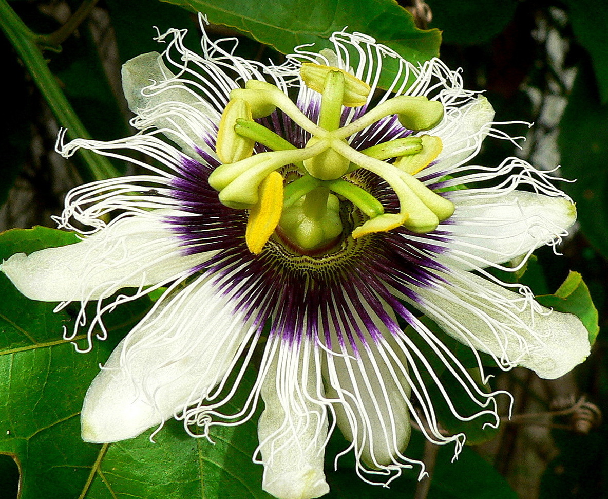 СТРАСТОЦВЕТ МАРАКУЙЯ РЕЛАКС ТЕРАПИЯ ИМПРОВИЗАЦИЯ композитор Виктор Анохин #instrumentalmusic #цветы