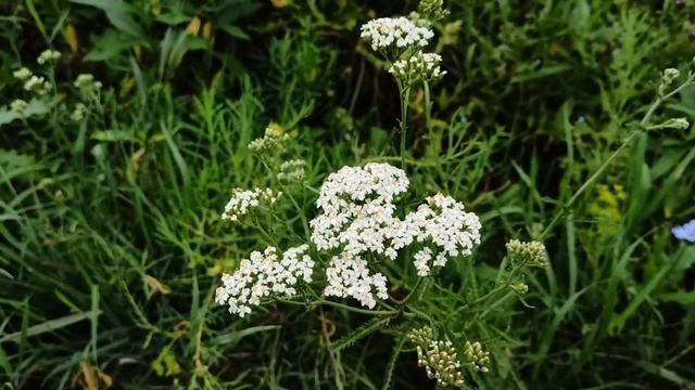 Тысячелистник