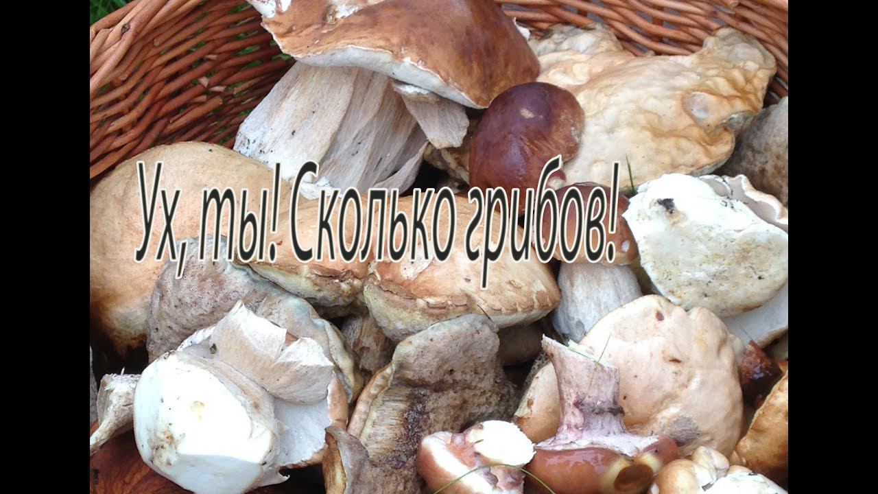 Ух, ты! Сколько грибов!