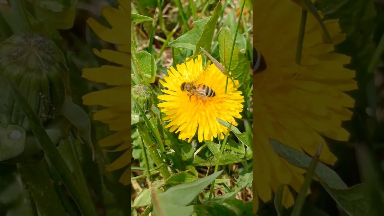 Пчелы настолько важны, что для них существует специальная наука - Апиология. #пчела #одуванчик