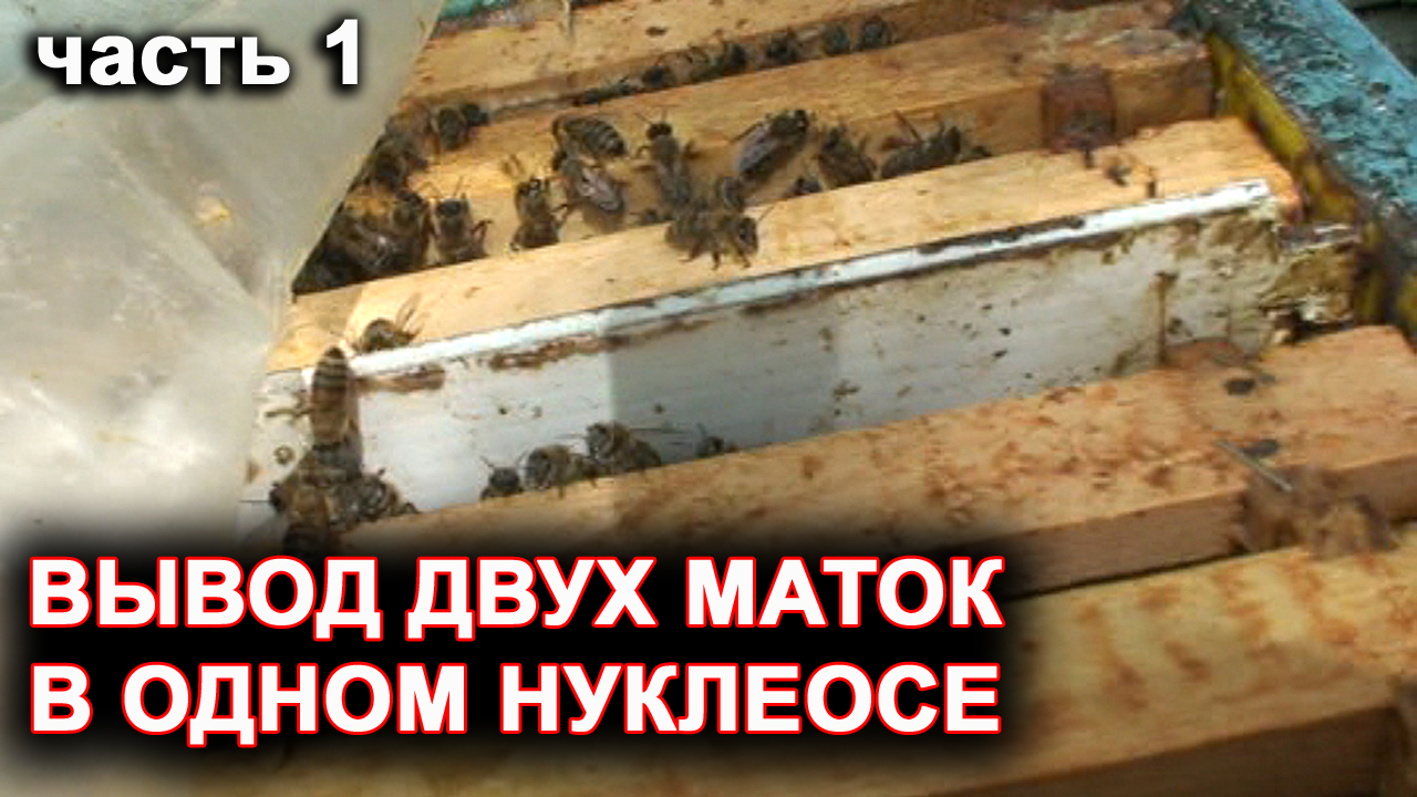 Вывод двух маток в одном нуклеосе.