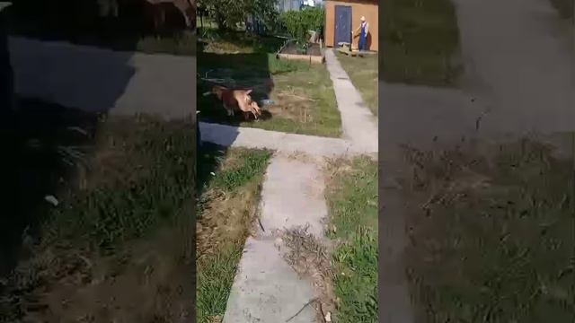 WhatsApp Video 2024-08-24 at 15.49.11