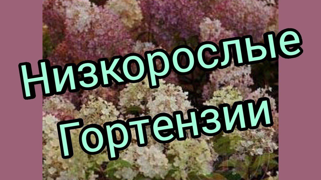 Низкорослые  Метельчатые гортензии. Новинки в моëм саду.