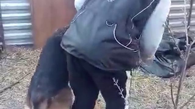 Хедда, задание № 3 - зарядка, #марафонкссс от #ksss_sokolniki 