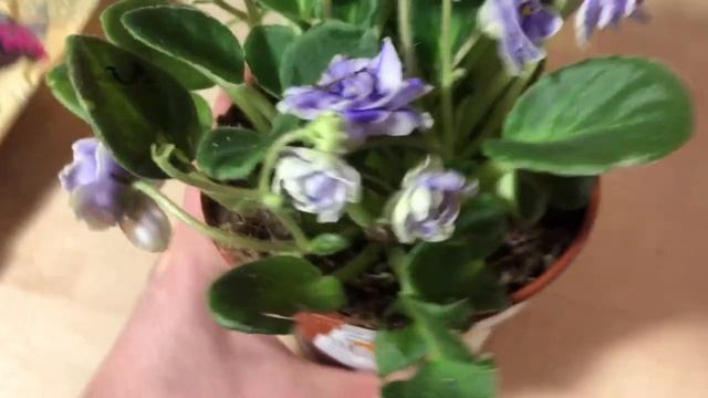 Мои покупки в магазине ОБИ. Новая фиалка и орхидея