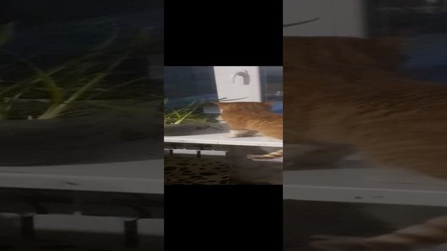 #shorts, #короткиевидео,