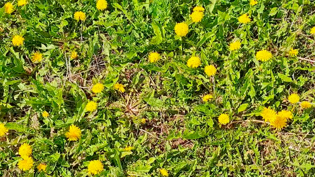 Цветёт одуванчик, холодно, падает снег,  пчёлы работают